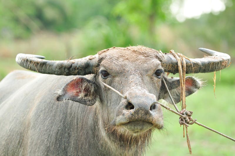 Water buffalo stock image. Image of horn, female, graze - 30842815