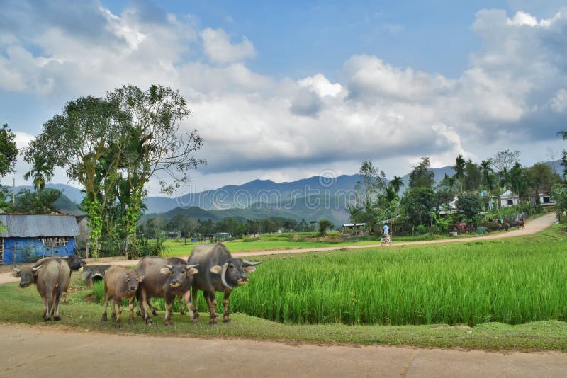 Water Buffalo at Rice Fields Stock Image - Image of farm, crop: 90487063