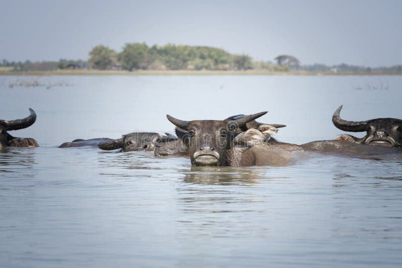 Water buffalo stock image. Image of farming, landscape - 137454333