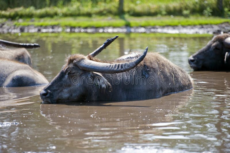 Water buffalo stock image. Image of farm, cool, power - 62935503