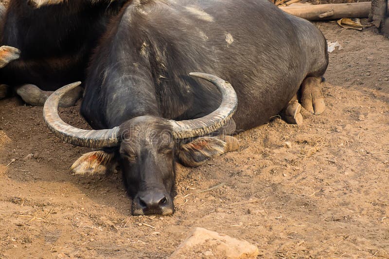Water buffalo are sleeping stock photo. Image of animal - 283954550