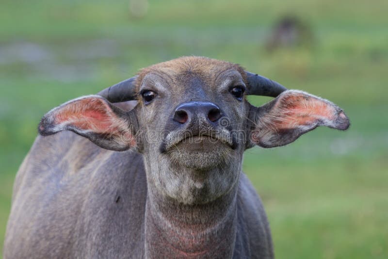 Water buffalo stock photo. Image of alert, frontal, male - 40520936