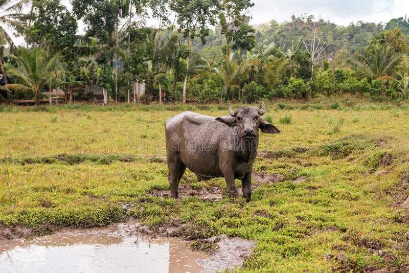 Water Buffalo Smeared with Marsh Stock Photo - Image of asia, black ...