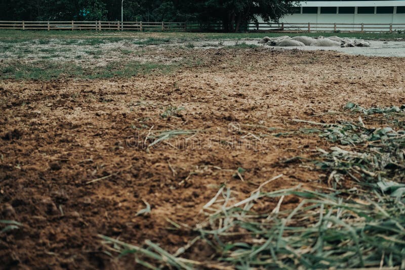Water Buffalo Cattle in Stable Stock Image - Image of wildlife ...