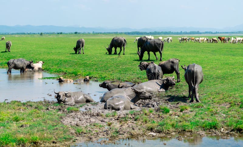Water Buffalo Soaking in Mud Pool in the Middle the Green Meadow Stock ...