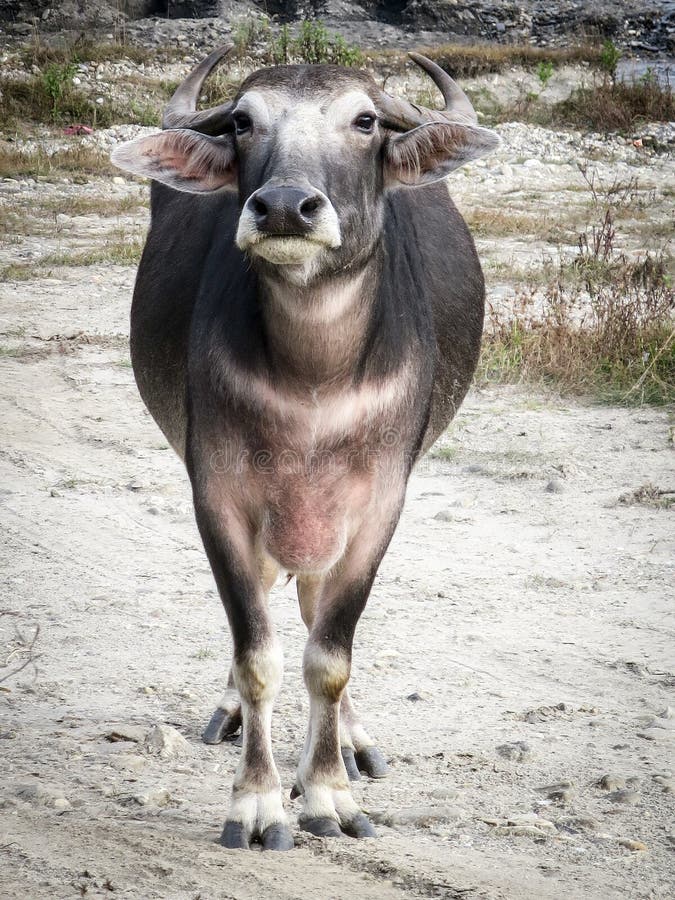 Water buffalo on the road stock photo. Image of hills - 110894512