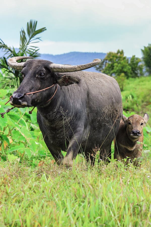 Water buffalo stock image. Image of wild, water, outdoor - 52086517