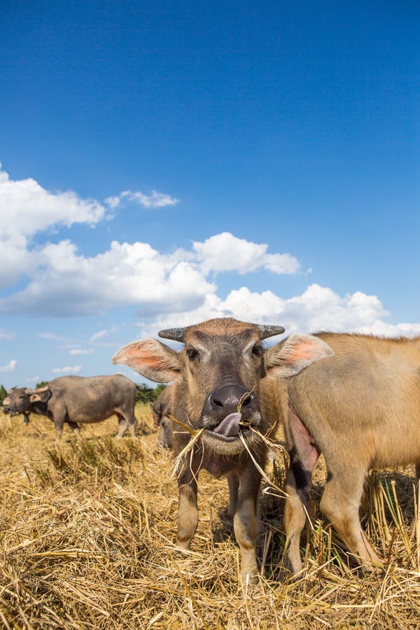 Water Buffalo Standing on Rice Field Stock Photo - Image of landscape ...