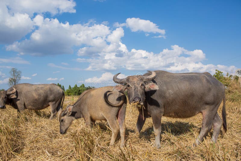 Water Buffalo Standing on Rice Field Stock Image - Image of food ...