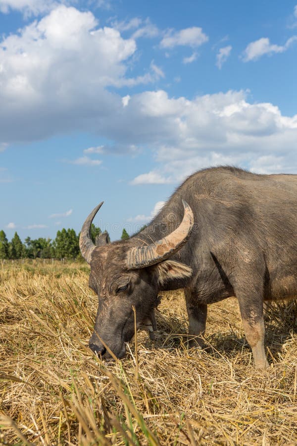 Water Buffalo Standing on Rice Field Stock Photo - Image of farm ...