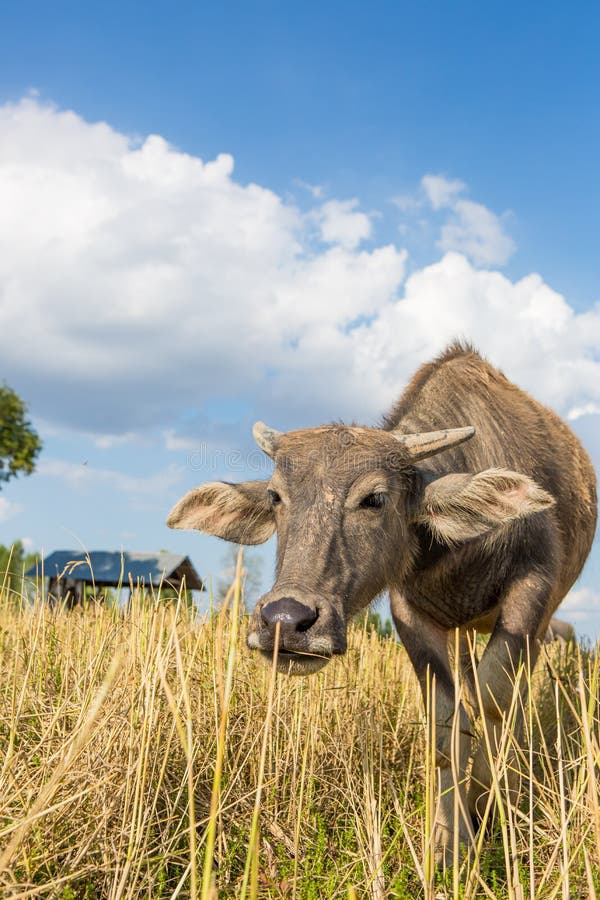 Water Buffalo Standing on Rice Field Stock Photo - Image of eating ...