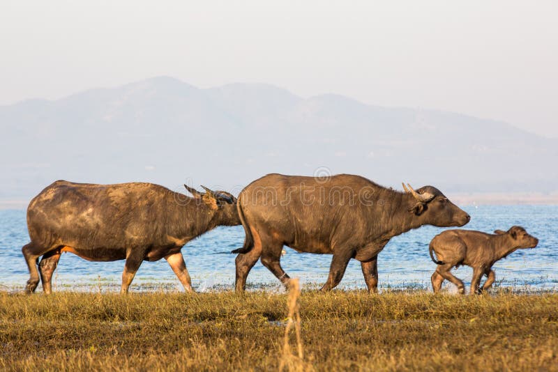 Water buffalo stock image. Image of domestic, buffalo - 64538187
