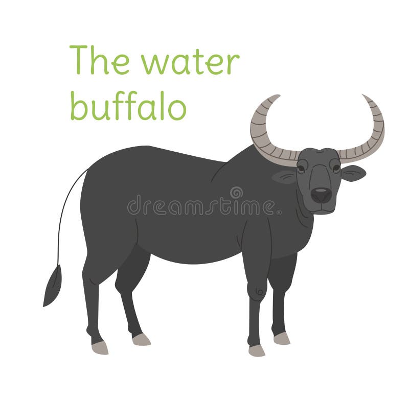 Water Buffalo Face Stock Illustrations – 177 Water Buffalo Face Stock ...