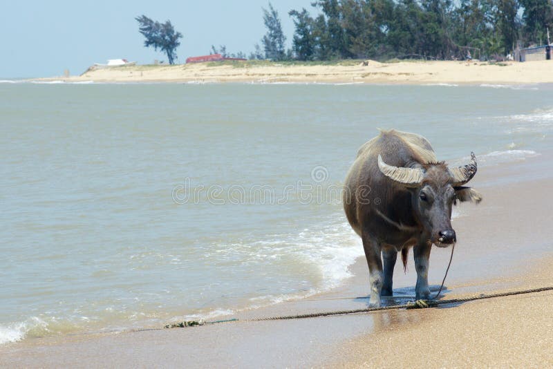 Water buffalo stock photo. Image of intertropical, tropic - 39510220