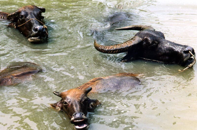 Wallowing Muddy Water Stock Photos - Free & Royalty-Free Stock Photos ...