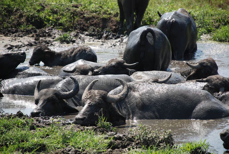 Water Buffalo Wallowing in Mud Stock Photo - Image of horned, dirty ...