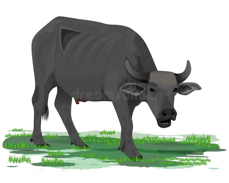 Water Buffalo Stock Illustrations – 685 Water Buffalo Stock ...