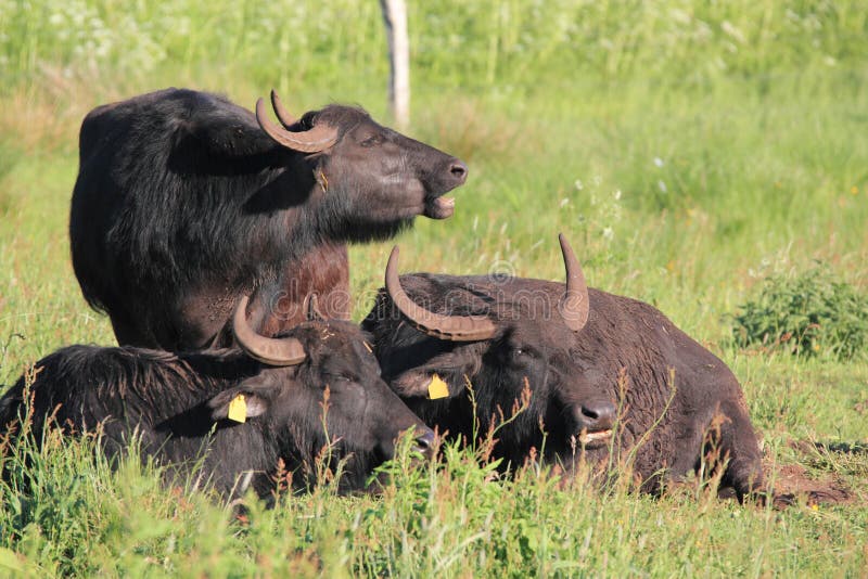Water buffalos stock photo. Image of male, outdoor, bubalus - 17628504