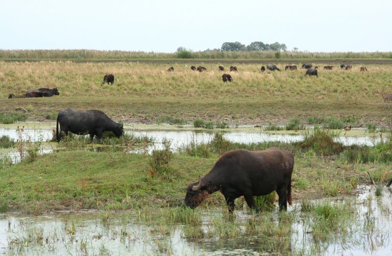 Water-buffalos stock image. Image of animal, water, food - 21079233