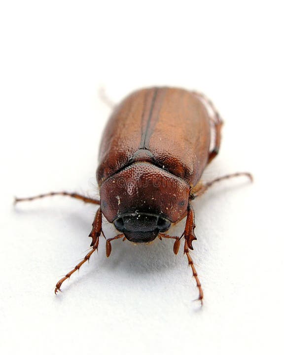 Water Bug stock image. Image of isolated, beetle, white - 137953