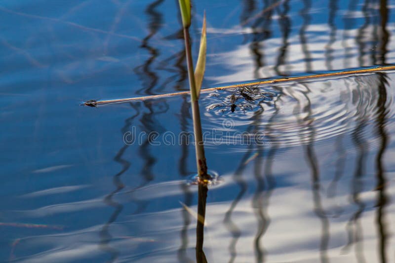 Water Bug on Clean Water in Spring. Stock Image - Image of walk, macro ...