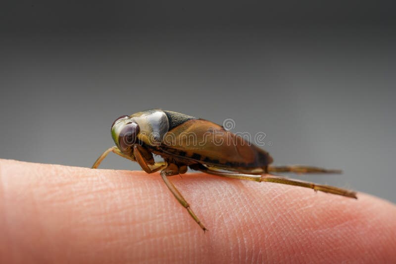 Water Bug Close-up. Common Backswimmer Stock Image - Image of glauca ...