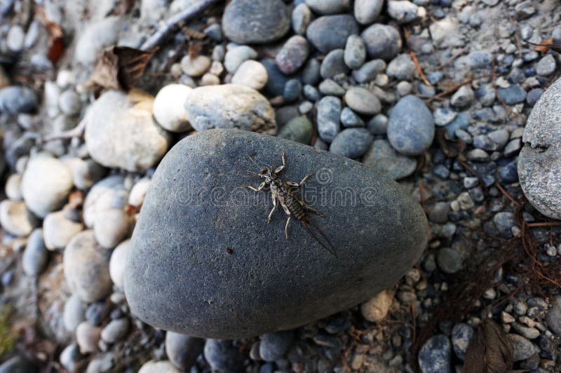 Water Bug Exoskeleton stock image. Image of shell, nature - 58427309