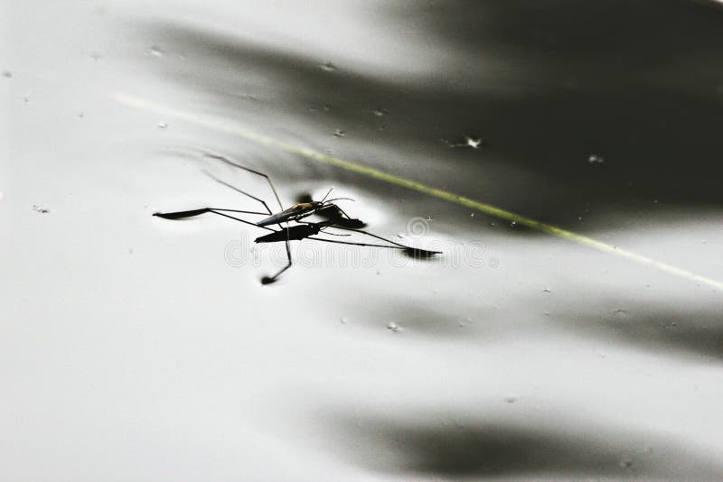 665 Bug Floating Stock Photos - Free & Royalty-Free Stock Photos from ...