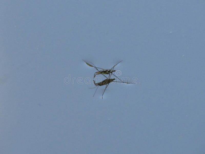 A Water Bug in a Pond, Called Jesus Bug because Stock Image - Image of ...