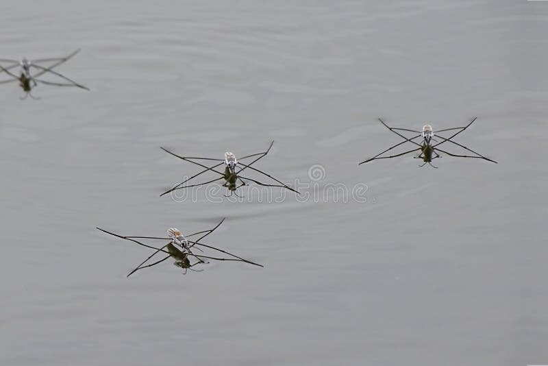 Water Bug Standing on the Water Surface. Stock Photo - Image of ripples ...