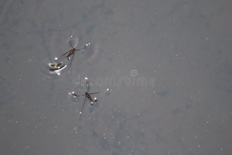 Water bugs on water stock image. Image of waterbug, space - 157046373