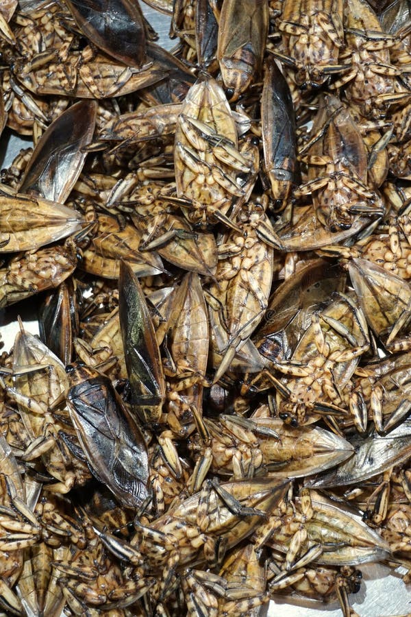 Deep Fried Bugs stock image. Image of thailand, amazing - 3545665
