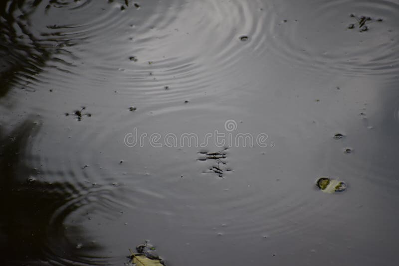 Water bugs on the lake stock photo. Image of winter - 254497982