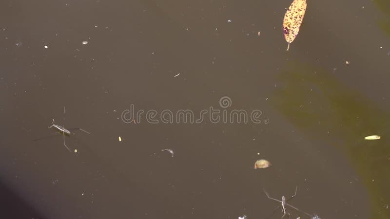 Water Bugs and Leaves Floating Stock Footage - Video of outdoors ...