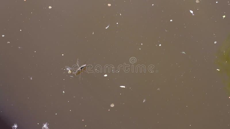 Water Bugs and Leaves Floating Stock Footage - Video of outdoors ...