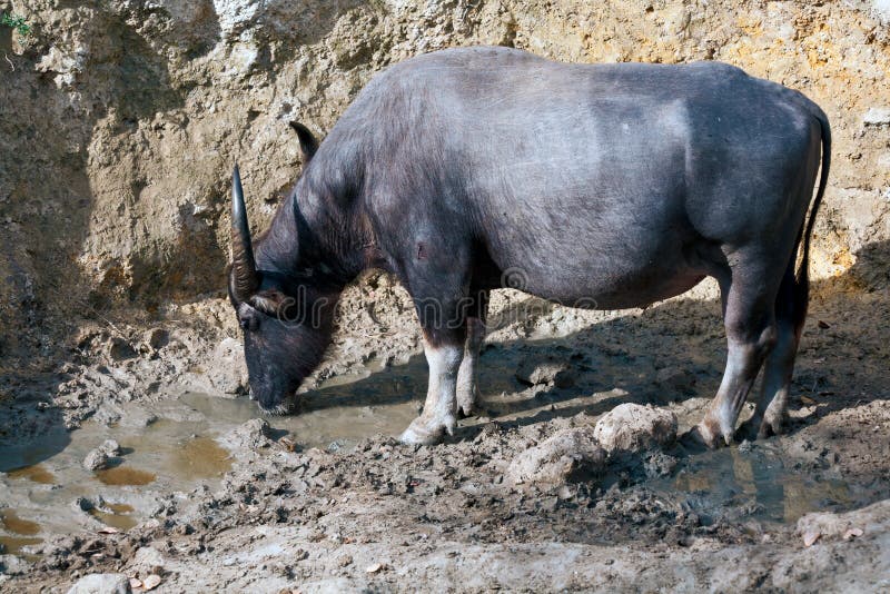 Water-bull stock photo. Image of nature, national, cute - 19824734