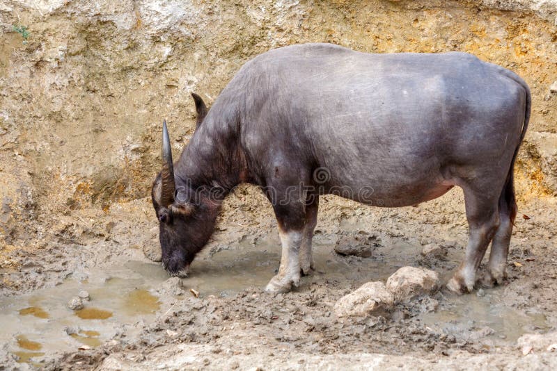 Water-bull stock photo. Image of nature, national, cute - 19824734