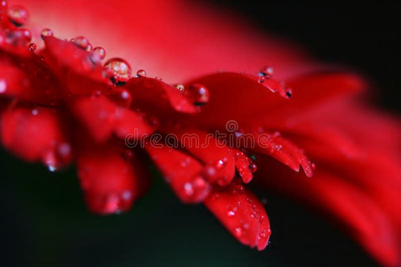 Water bullets stock image. Image of macro, natural, condensation - 2037739