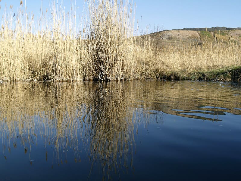 Water and bulrush stock image. Image of hill, bulrush - 17120237