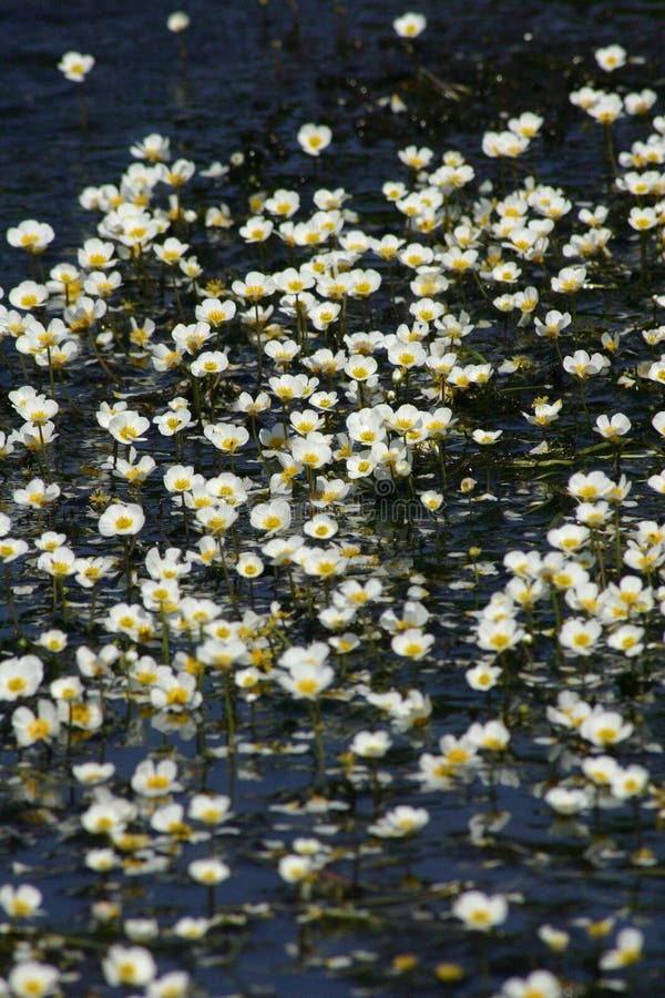 Water Buttercup, Ranunculus Aquatilis Stock Image - Image of plant ...