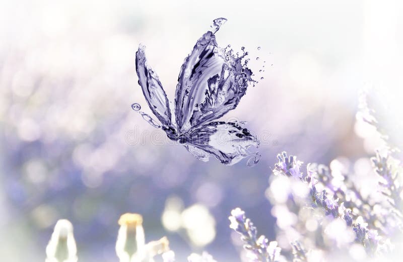 Water Butterfly and Lavender Stock Illustration - Illustration of ...