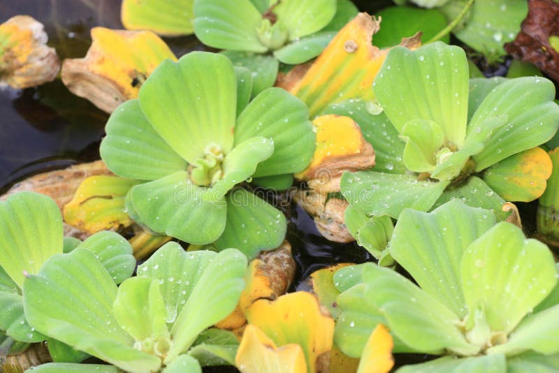 Water Cabbage stock photo. Image of beautiful, cabbage - 33097512