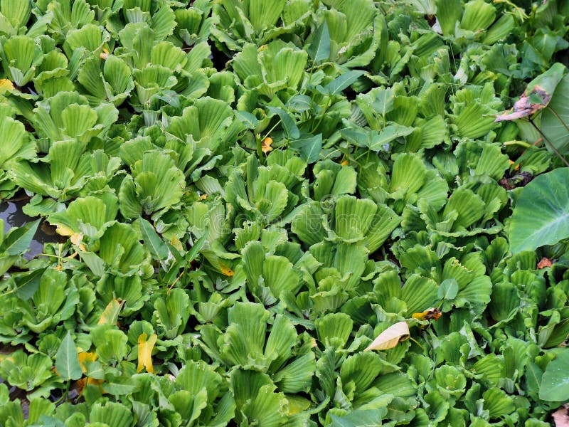 Water Cabbage. Plants on the Water Surface Stock Image - Image of ...