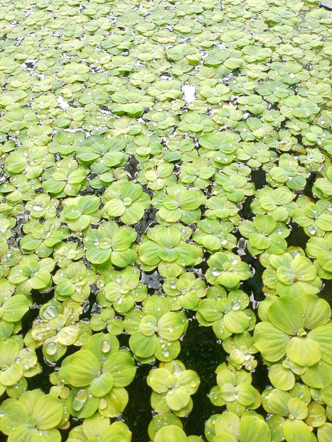Water cabbage swamp plants stock photo. Image of plant - 310672988