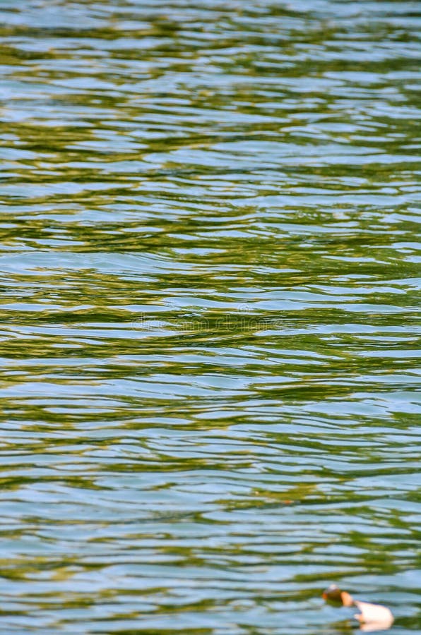 The Water is Calm and Still, with a Greenish Tint Stock Image - Image ...