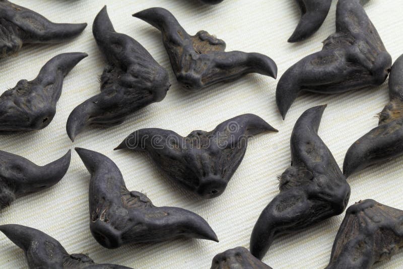 Water Caltrop stock image. Image of assortment, nature - 27221765