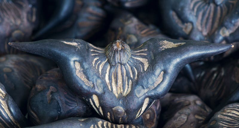 Water caltrop stock photo. Image of water, horn, eatable - 30755942