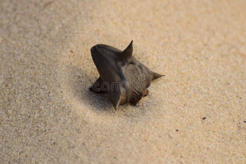 Water caltrop stock photo. Image of singhara, fruit, pani - 56356082
