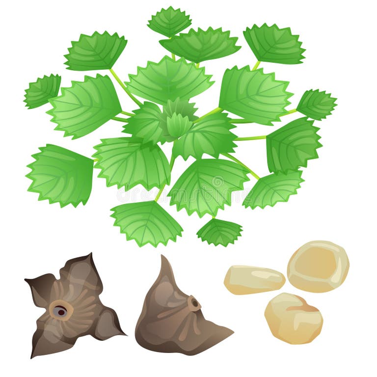 Water Caltrop Plant, Nuts and Peeled Kernels Stock Vector ...
