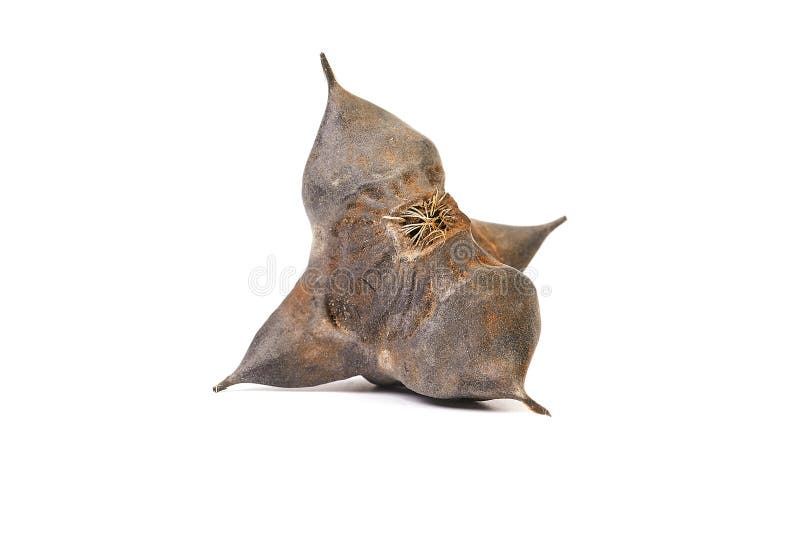 Water caltrop seed stock image. Image of hungary, seed - 107837003